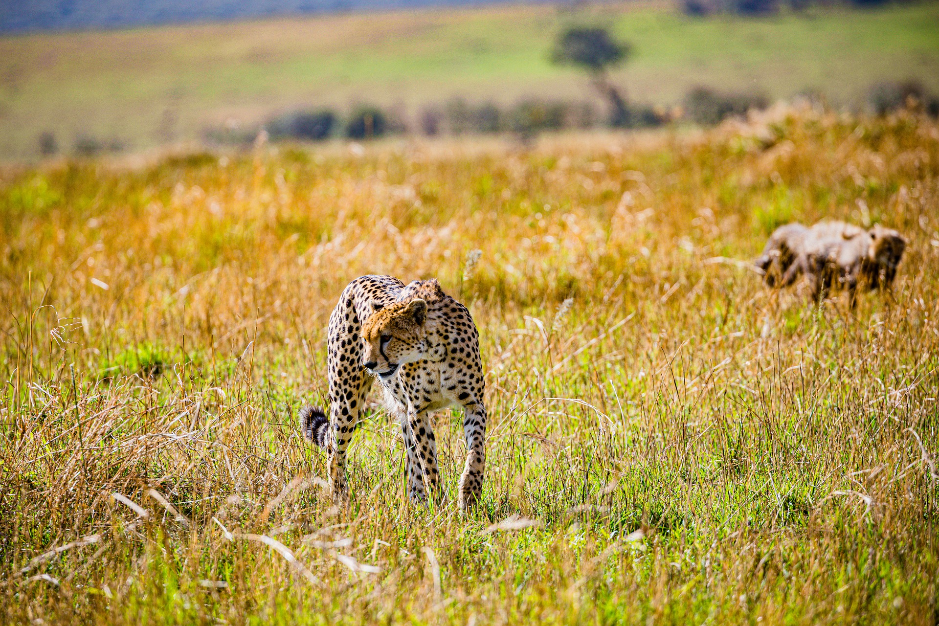 Nairobi National Park - North Beach Africa
